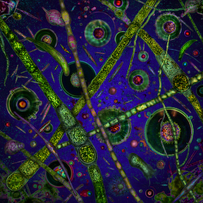 Available Works | bethappleton.net